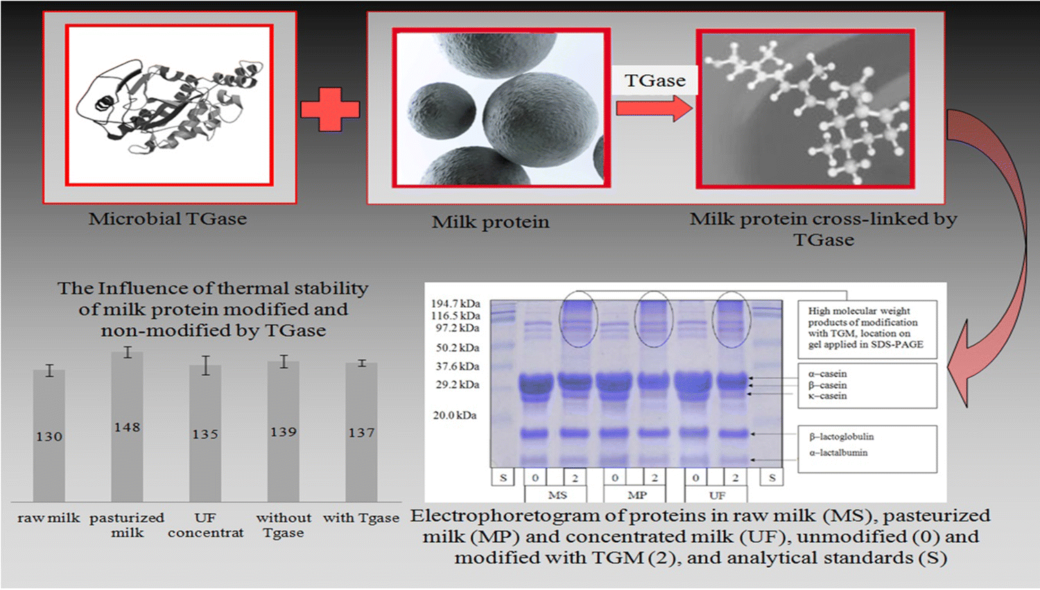 The effect of transglutaminase on colloidal stability of milk proteins ...