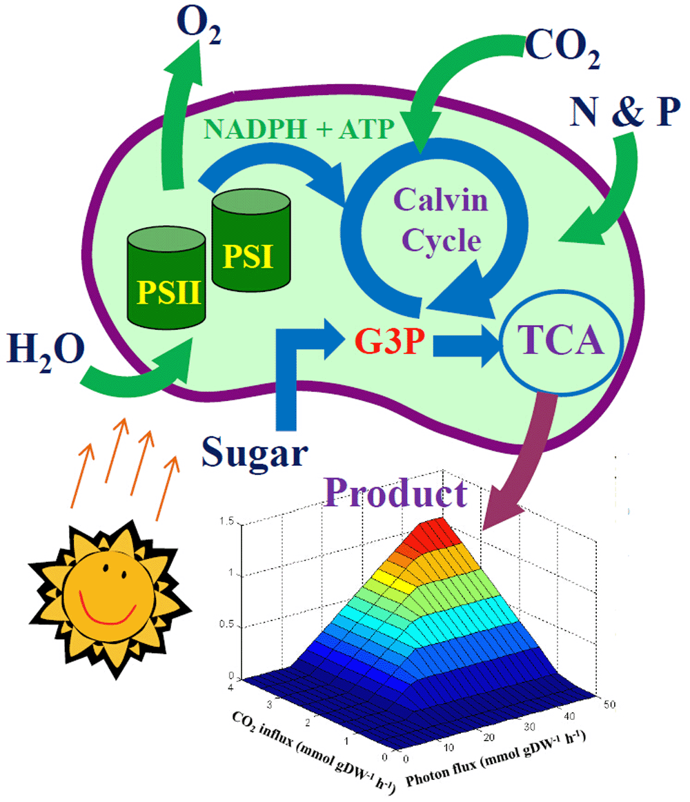Cyanobacterial photo-driven mixotrophic metabolism and its advantages for biosynthesis ...