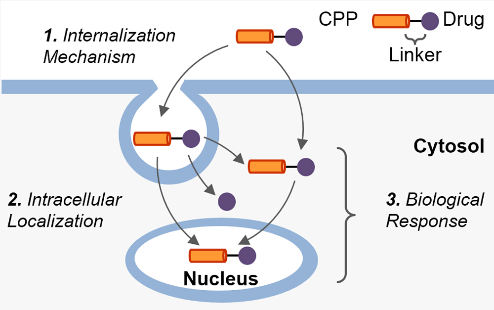 Cationic and amphipathic cell-penetrating peptides (CPPs): Their structures and in vivo studies ...