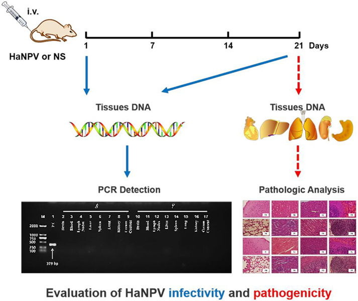Safety evaluation of microbial pesticide (HaNPV) based on PCR method ...