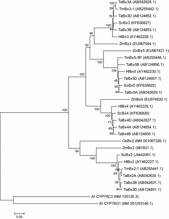 The genetic background of benzoxazinoid biosynthesis in cereals ...