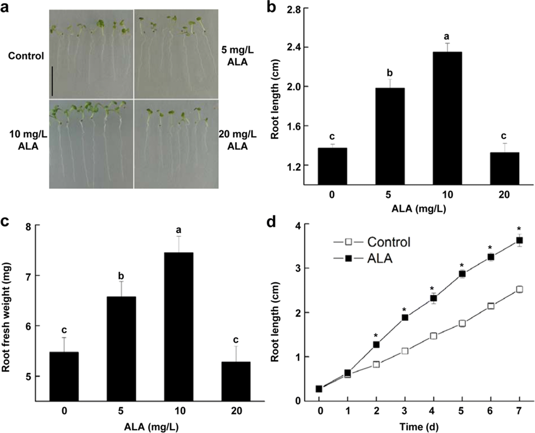 5-Aminolevulinic acid (ALA) promotes primary root elongation through ...