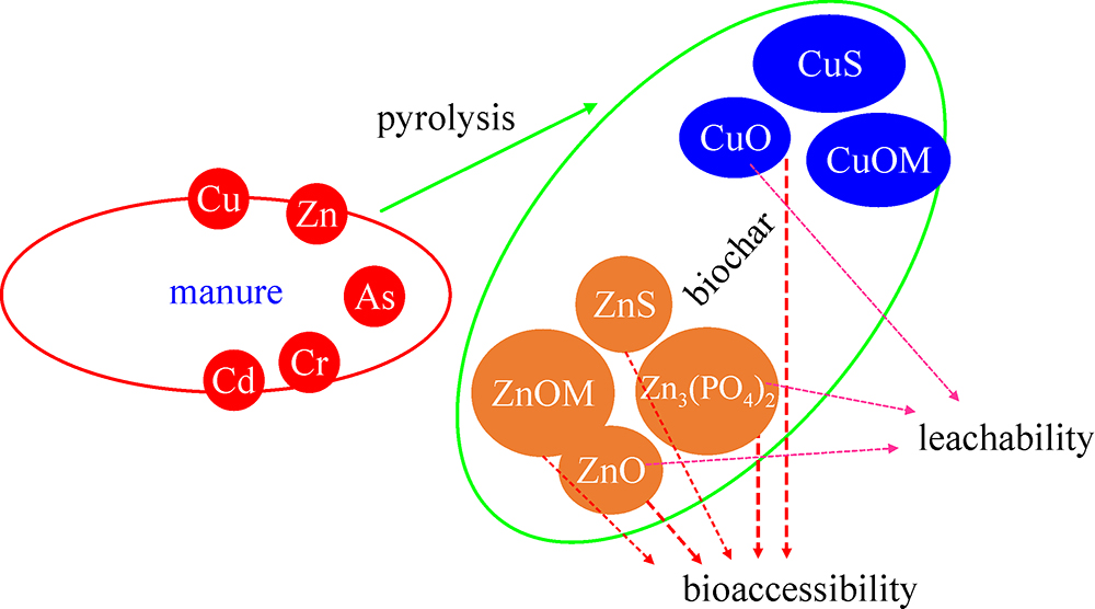The speciation, leachability and bioaccessibility of Cu and Zn in ...