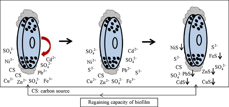 Metallic wastewater treatment by sulfate reduction using anaerobic ...