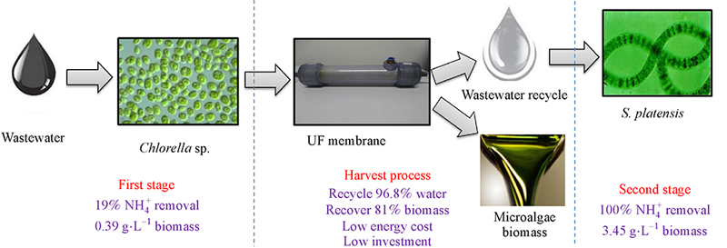 Microalgae cultivation and culture medium recycling by a two-stage cultivation system | SpringerLink
