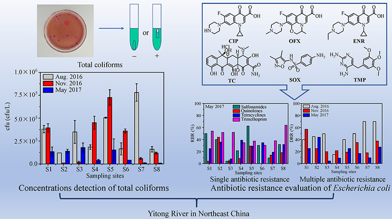 Analysis of antibiotic resistance of Escherichia coli isolated from the ...