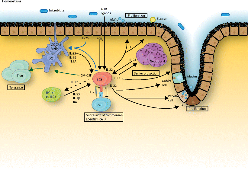Dysregulation of Group 3 Innate Lymphoid Cells in the Pathogenesis of ...