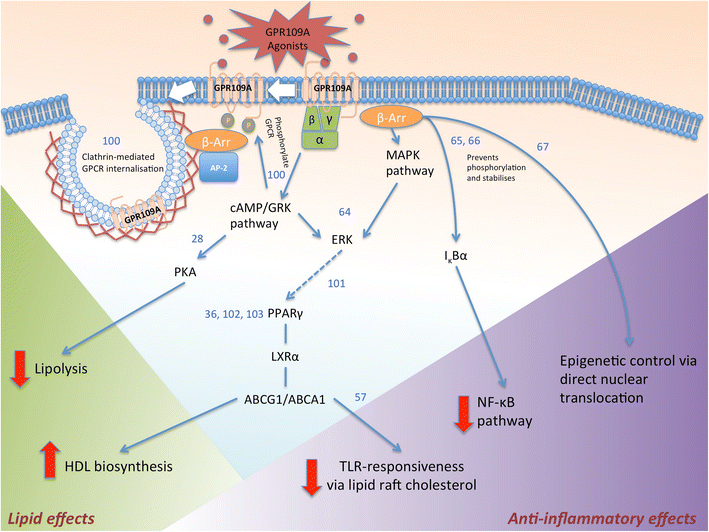 GPR109A and Vascular Inflammation | SpringerLink