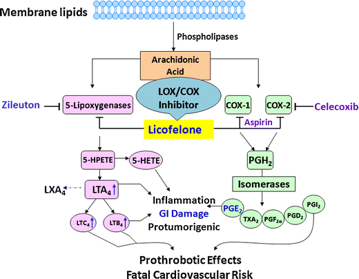 Lipoxygenase and Cyclooxygenase Pathways and Colorectal Cancer Prevention | SpringerLink