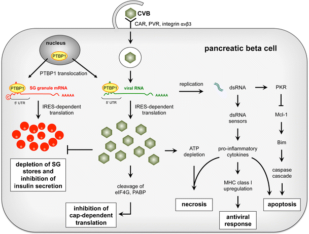 Mechanisms of Beta Cell Dysfunction Associated With Viral Infection ...