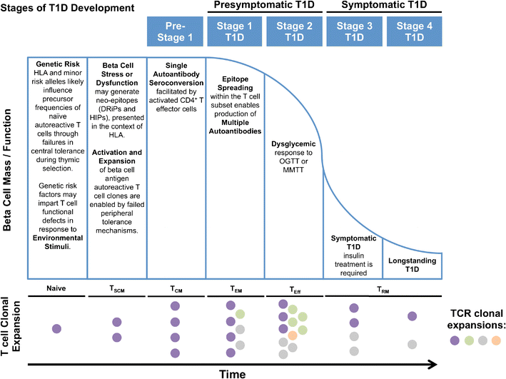 T Cell Receptor Profiling in Type 1 Diabetes | SpringerLink