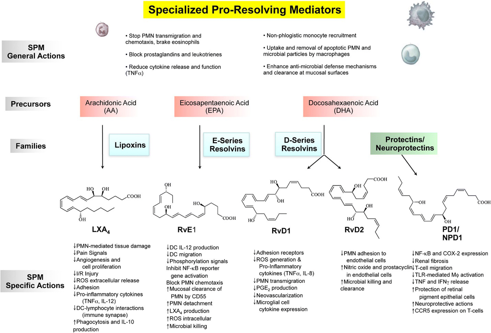 Can Specialized Pro-resolving Mediators Deliver Benefit Originally ...