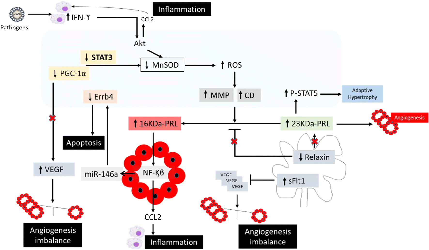 Peripartum Cardiomyopathy: an Update | SpringerLink