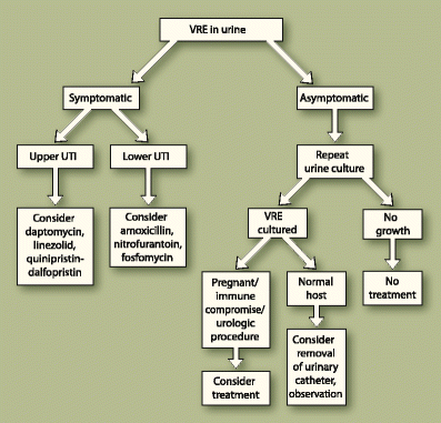 Treatment of Resistant Enterococcal Urinary Tract Infections | SpringerLink