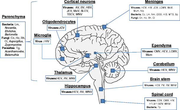 Laboratory Diagnosis of Central Nervous System Infection | SpringerLink