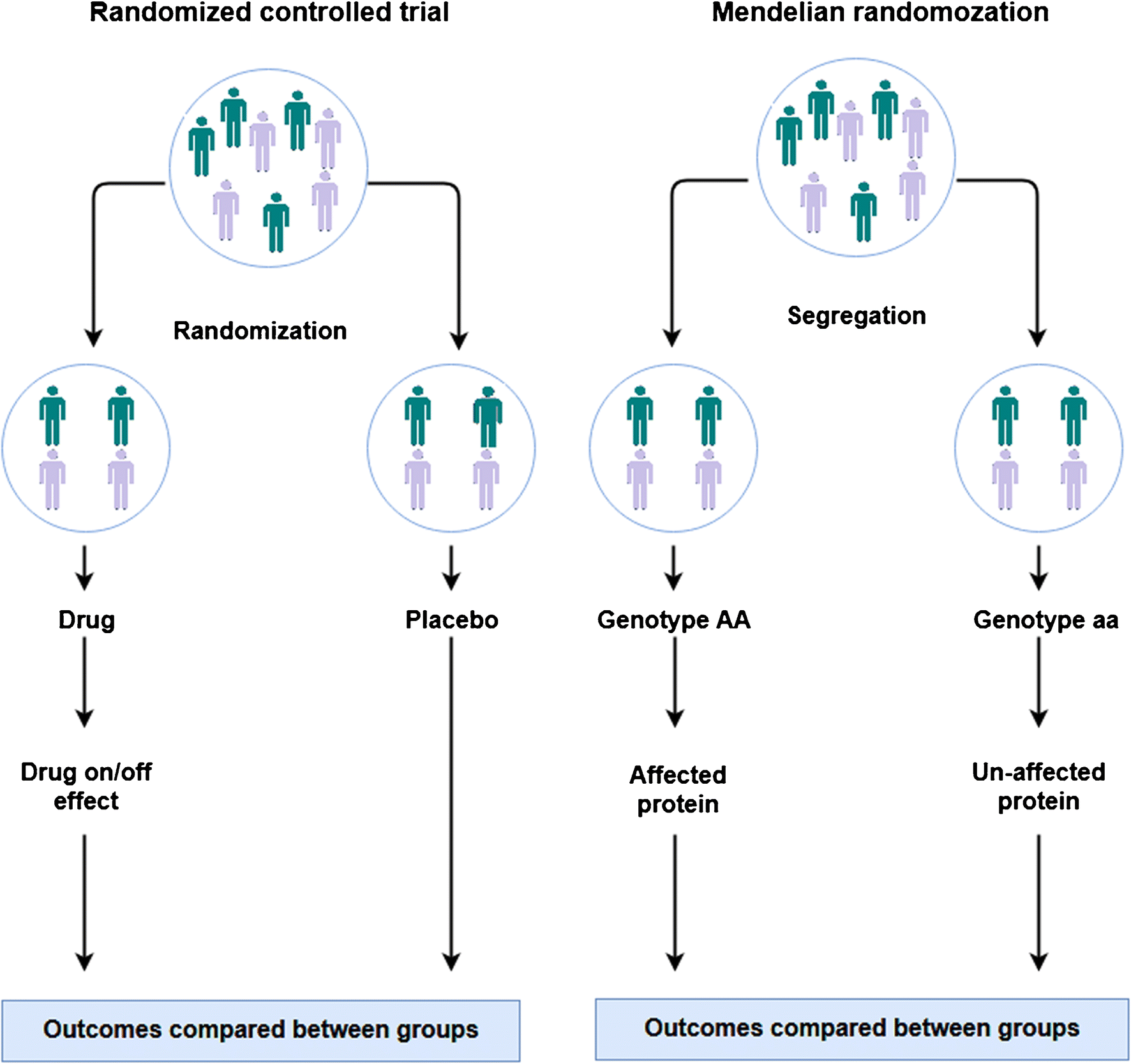 Using Mendelian Randomization to Decipher Mechanisms of Bone Disease | SpringerLink