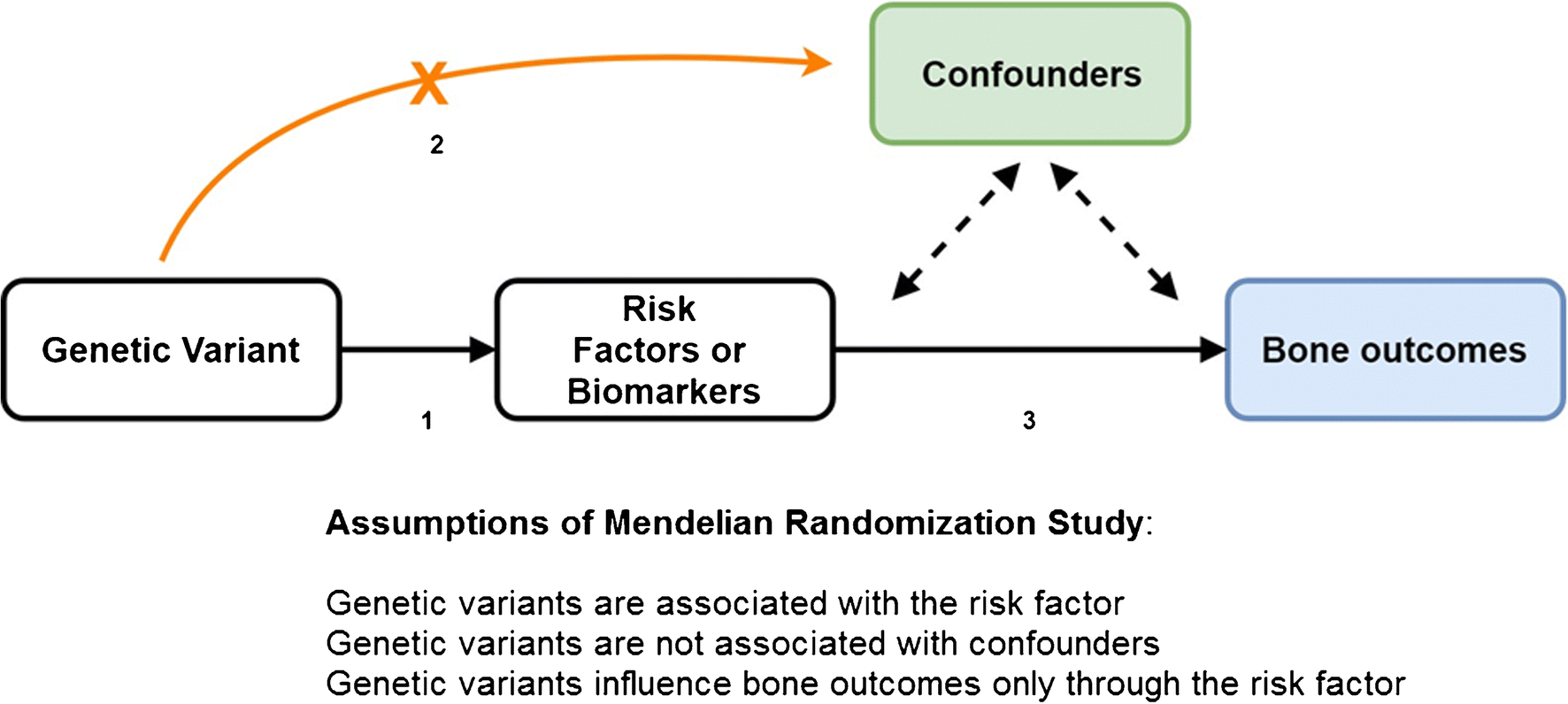 Using Mendelian Randomization to Decipher Mechanisms of Bone Disease | SpringerLink