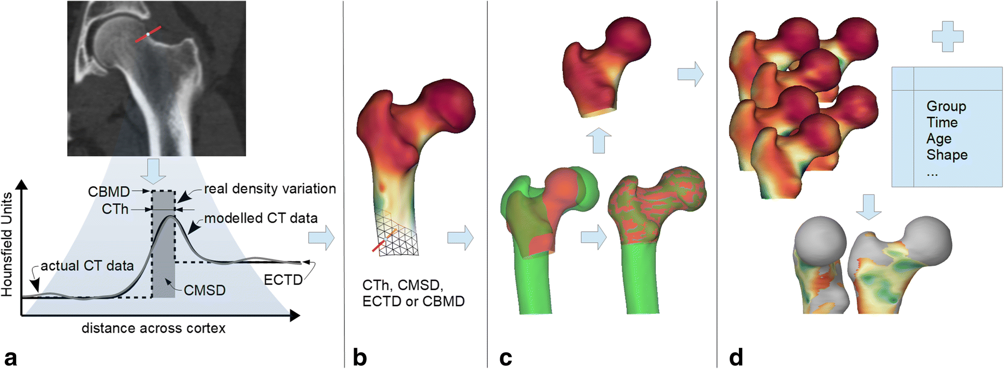 Cortical Bone Mapping: Measurement and Statistical Analysis of ...
