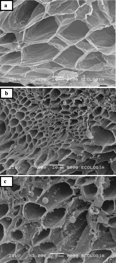 Incorporation of Microcapsules in Pineapple Intercellular Tissue Using ...