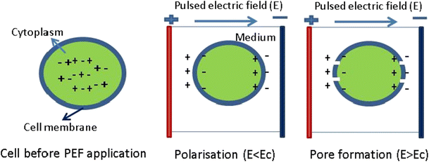 Recent Advances on Application of Ultrasound and Pulsed Electric Field ...