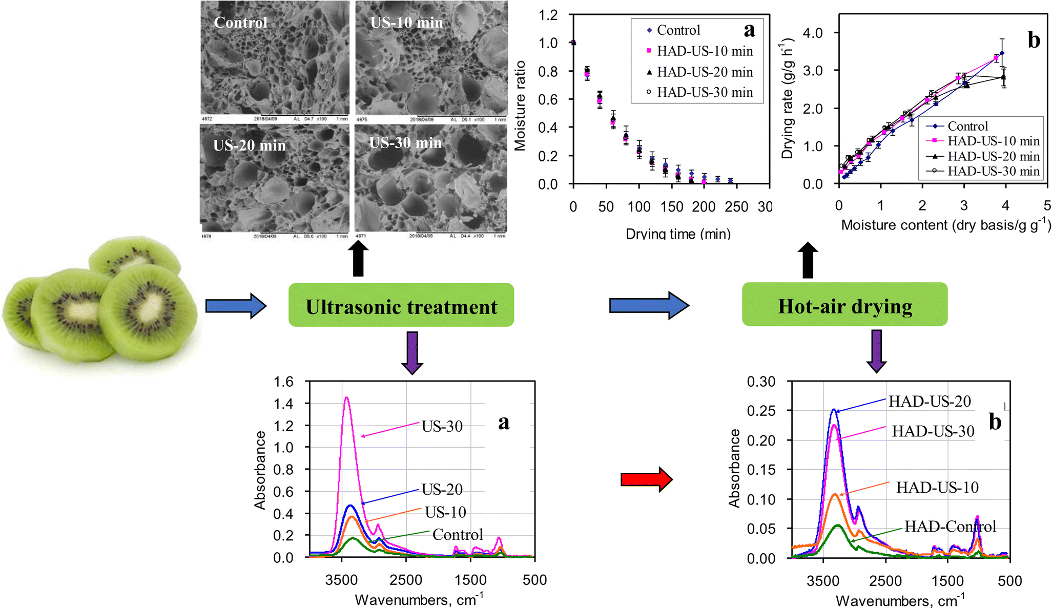 Ultrasound Pretreatment to Enhance Drying Kinetics of Kiwifruit ...