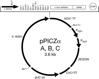 Expression of Recombinant Proteins in Pichia Pastoris | SpringerLink