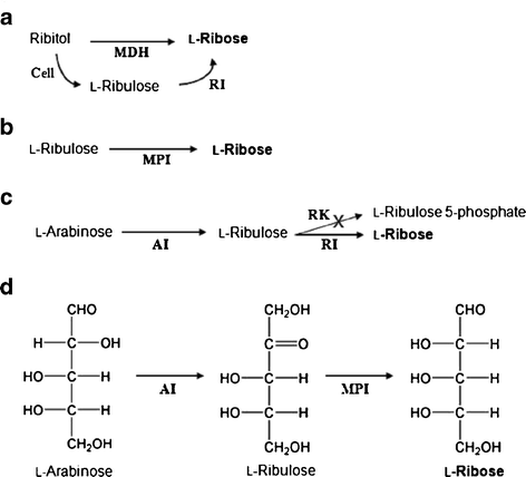 l-Ribose Production from l-Arabinose by Immobi lized Recombinant ...