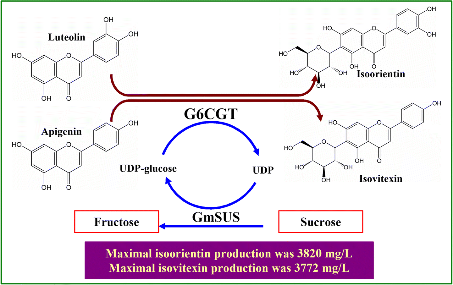 Production of isoorientin and isovitexin from luteolin and apigenin ...