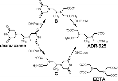 Dexrazoxane: how it works in cardiac and tumor cells. Is it a prodrug ...
