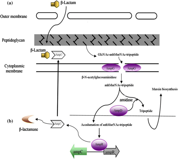 Gene and Protein Network Analysis of AmpC β Lactamase | SpringerLink