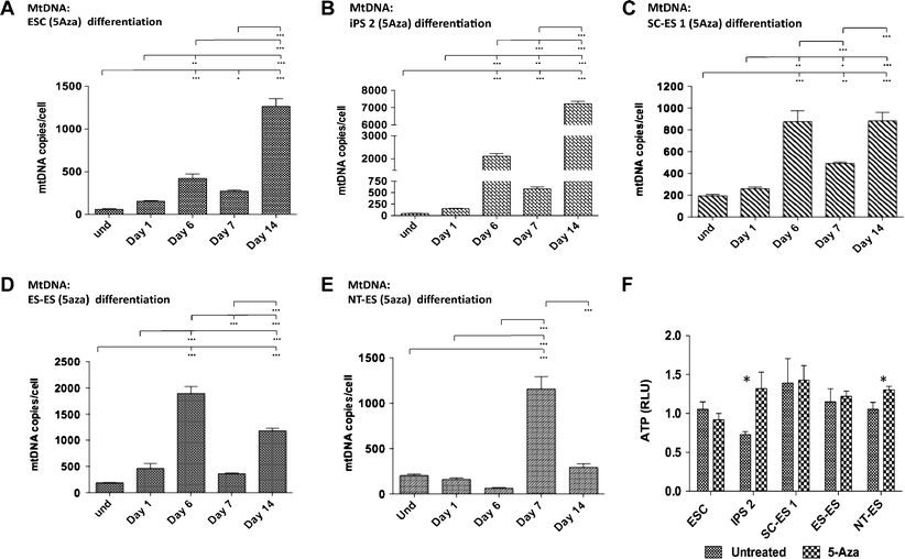 The Effects of Nuclear Reprogramming on Mitochondrial DNA Replication ...
