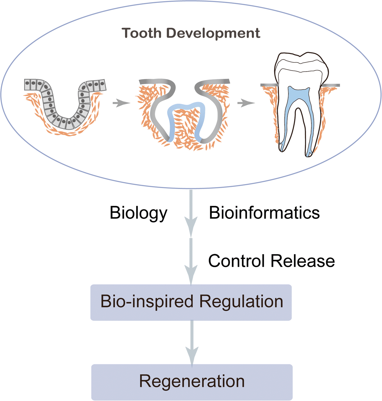 Tooth Regeneration: Insights from Tooth Development and Spatial ...