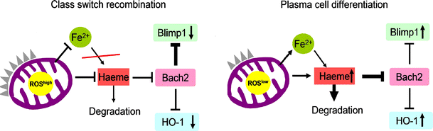 The Bach Family of Transcription Factors: A Comprehensive Review ...