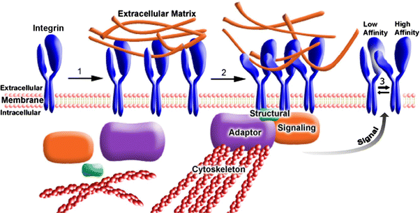Extracellular Matrix and Integrin Interactions in the Skeletal ...