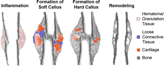 Toward Clinical Application and Molecular Understanding of the ...