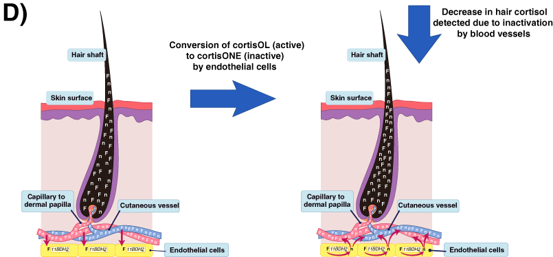 Hair cortisol in the evaluation of Cushing syndrome | SpringerLink