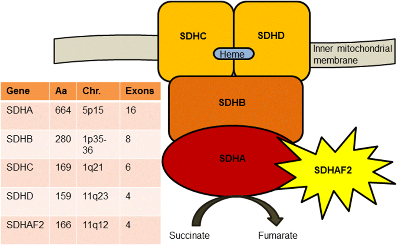 The Role of Immunohistochemistry and Molecular Analysis of Succinate ...