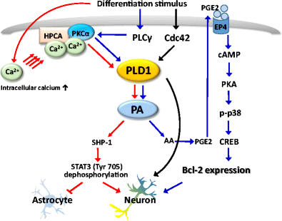 Phospholipase D1 Signaling: Essential Roles in Neural Stem Cell ...