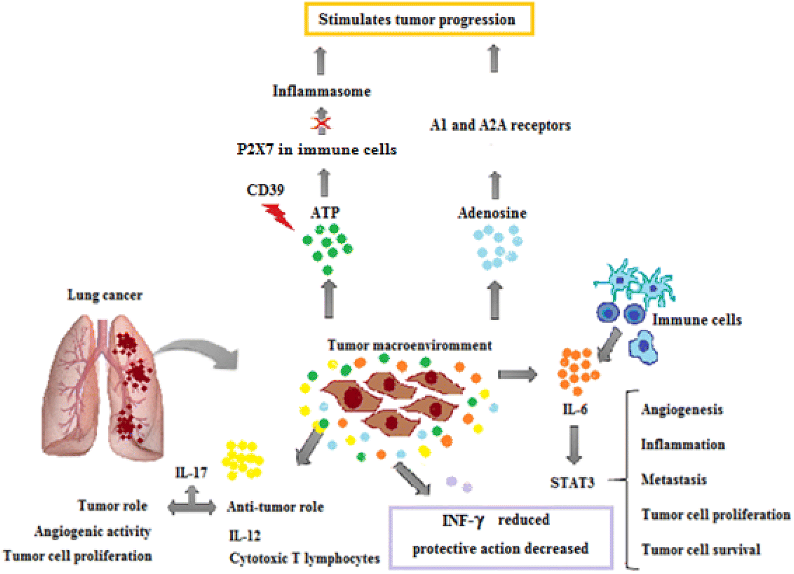 ADA activity is decreased in lymphocytes from patients with advanced ...