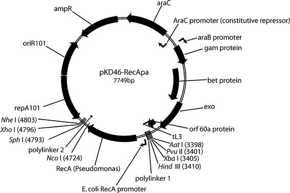 Strain Engineering by Genome Mass Transfer: Efficient Chromosomal Trait ...