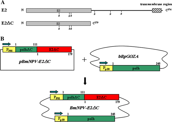Production of Classical Swine Fever Virus Envelope Glycoprotein E2 as ...