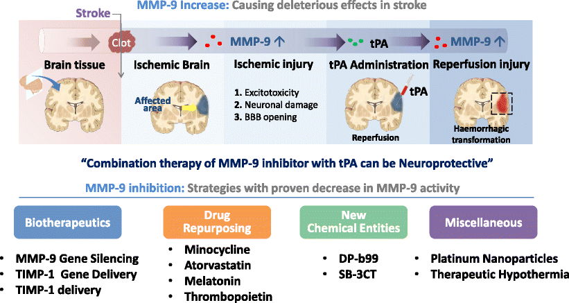 MMP-9 Inhibition: a Therapeutic Strategy in Ischemic Stroke | SpringerLink