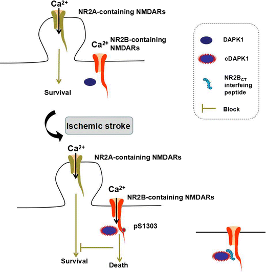 DAPK1 Signaling Pathways in Stroke: from Mechanisms to Therapies ...