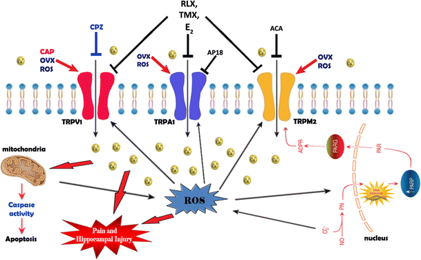 Ovariectomy-Induced Mitochondrial Oxidative Stress, Apoptosis, and ...