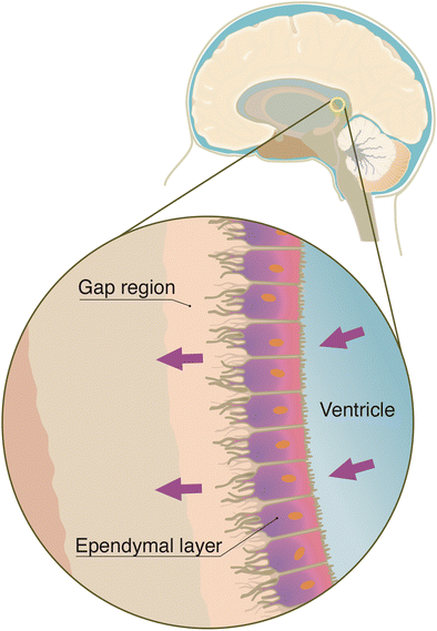 Transependymal Cerebrospinal Fluid Flow: Opportunity for Drug Delivery ...