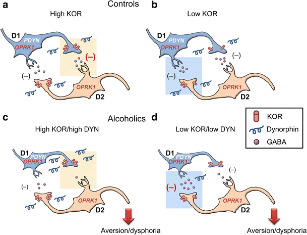 Dynorphin and κ-Opioid Receptor Dysregulation in the Dopaminergic ...