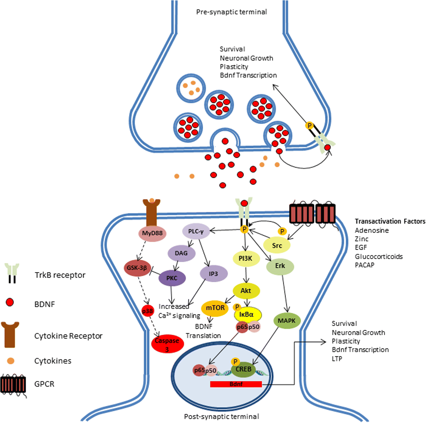 Brain-Derived Neurotrophic Factor in Brain Disorders: Focus on ...