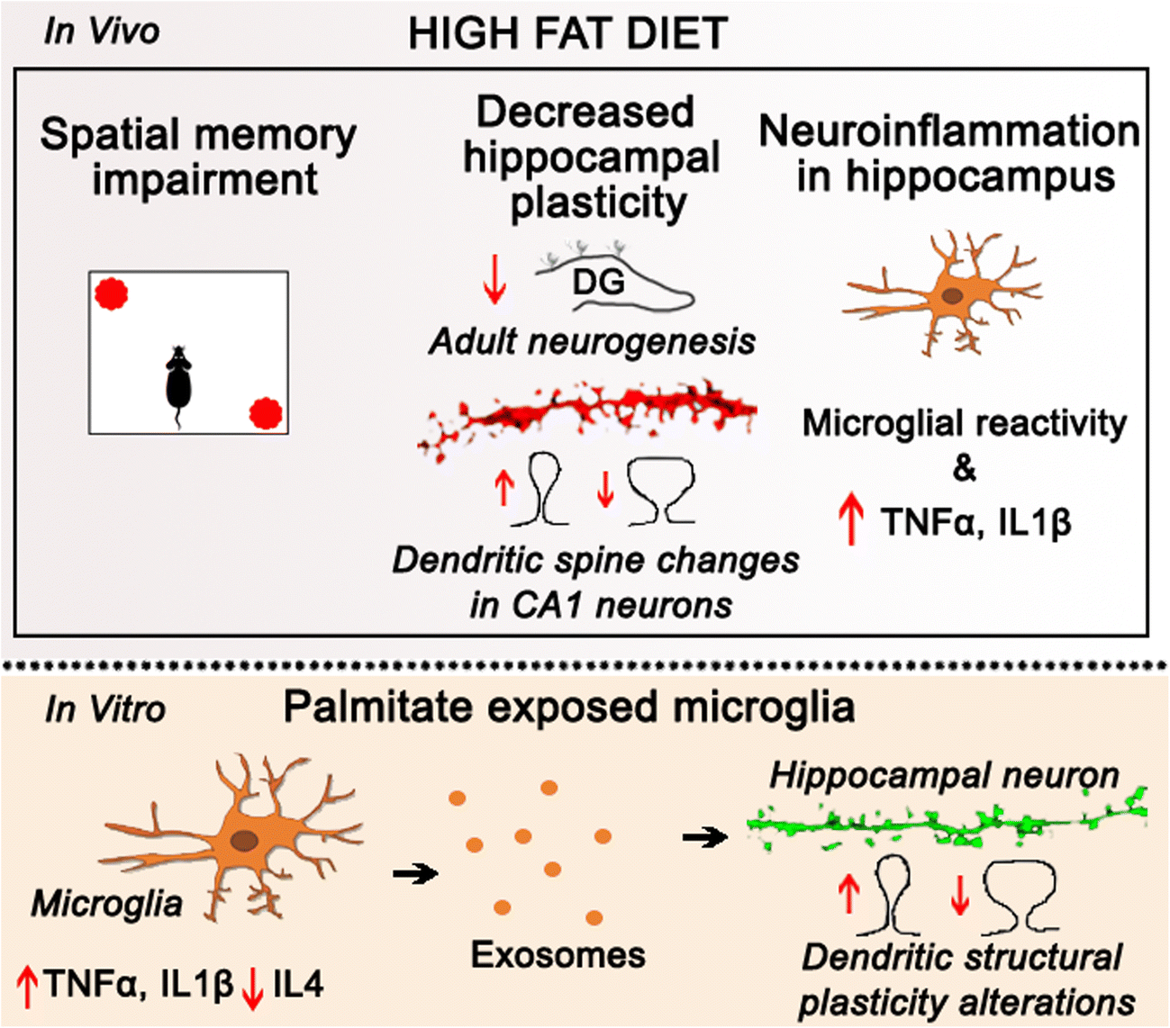 Early Exposure to a High-Fat Diet Impacts on Hippocampal Plasticity ...