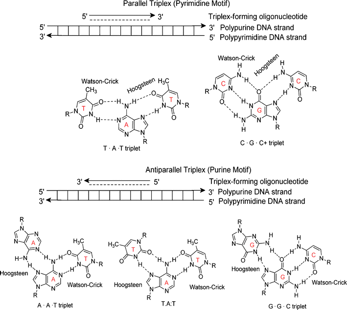 DNA triplex structures in neurodegenerative disorder, Friedreich’s ...