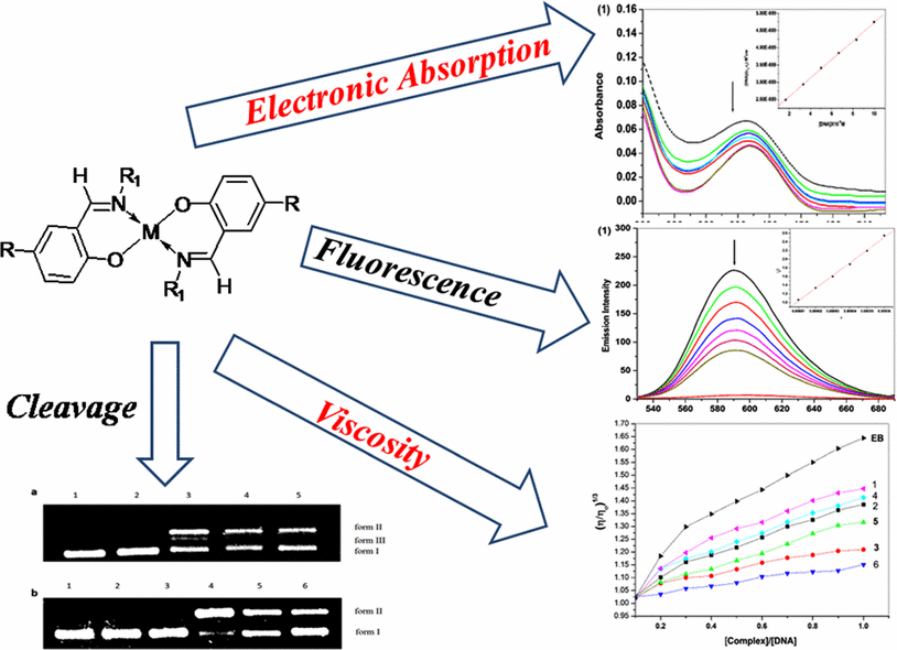 DNA interactions and biocidal activity of metal complexes of ...